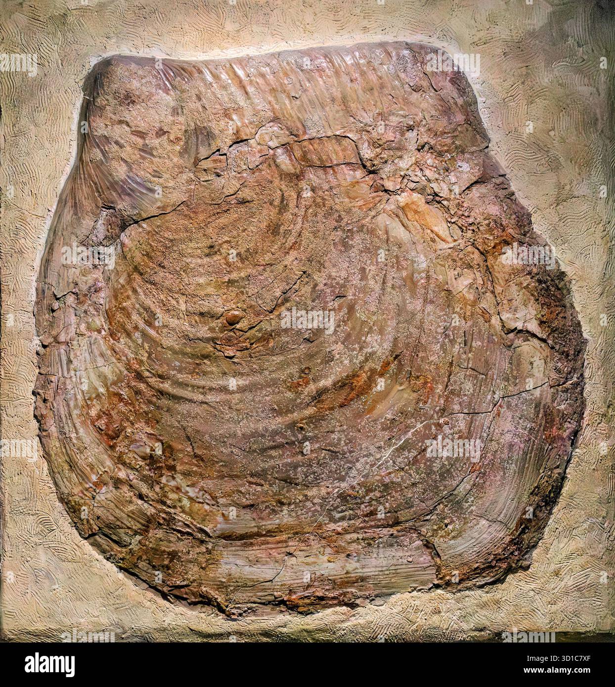 Extinct rudist hi-res stock photography and images - Alamy