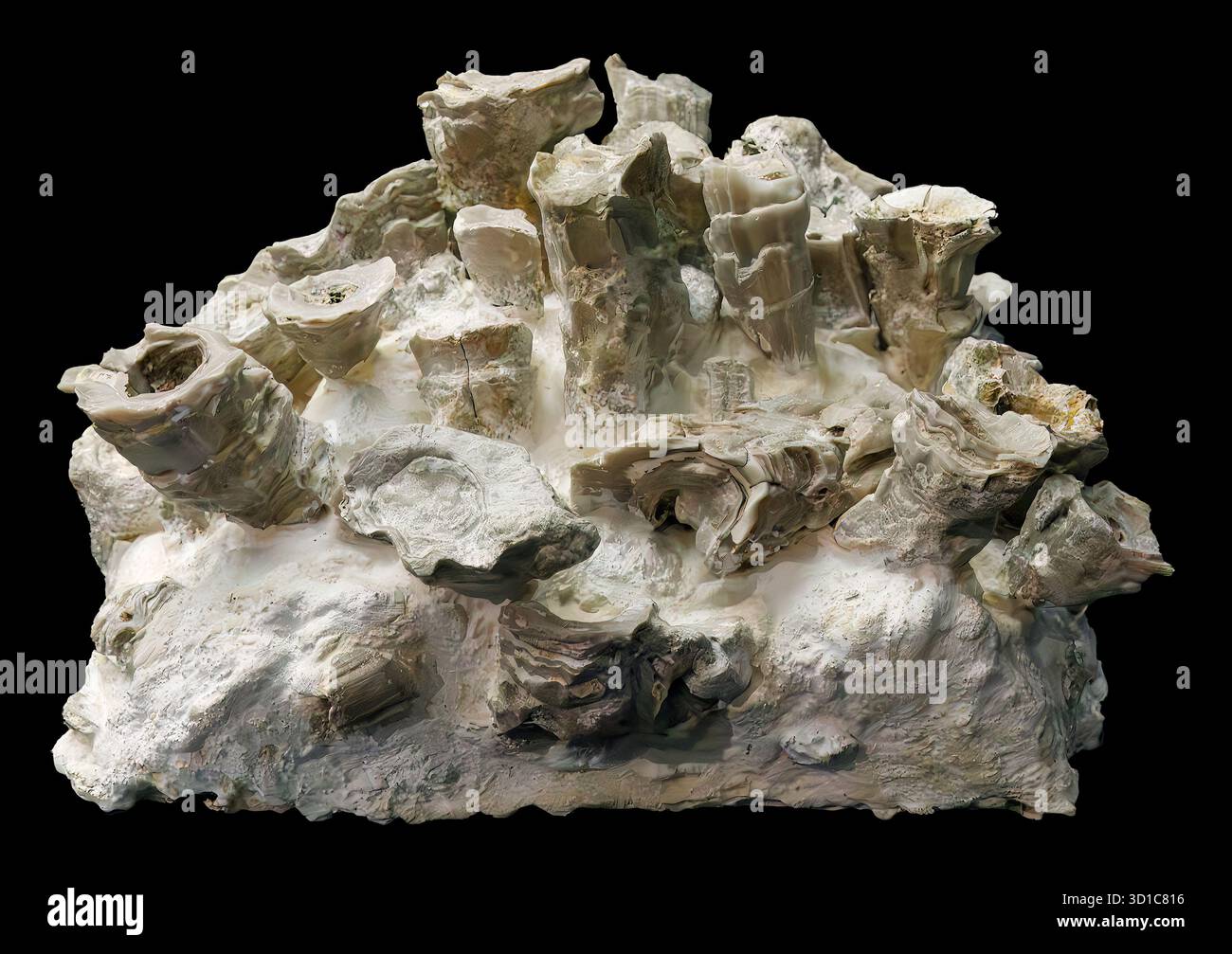 Rudist bivalves (Eoradiolites robustus and Eoradiolites davidsoni ...