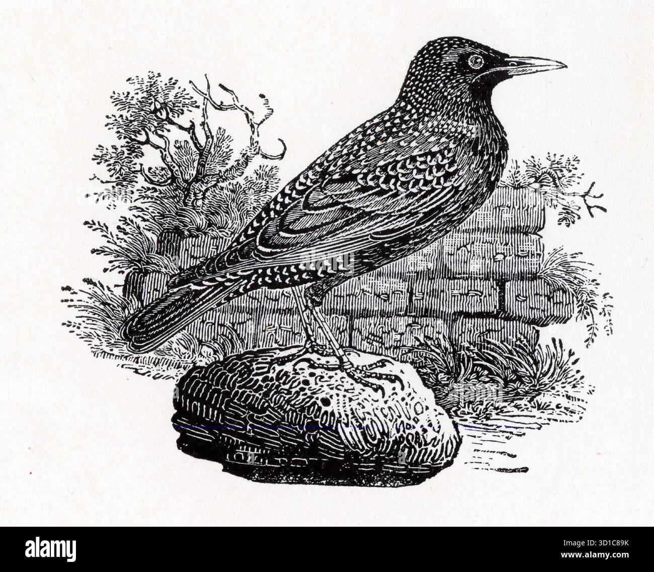 Illustration of a starling from the book A Manual on Wood Engraving by ...