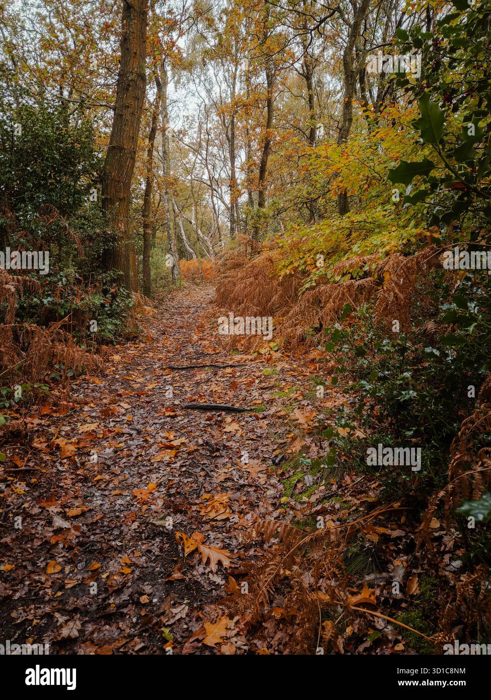 An evocative series of autumn photographs capturing the deep, rich ...