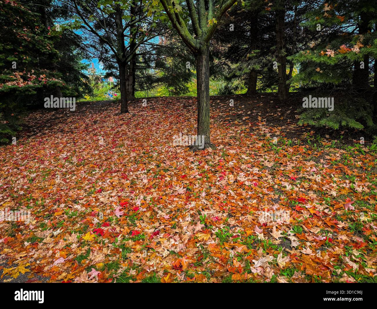 Red maple trees tree evergreen evergreens hi-res stock photography and ...