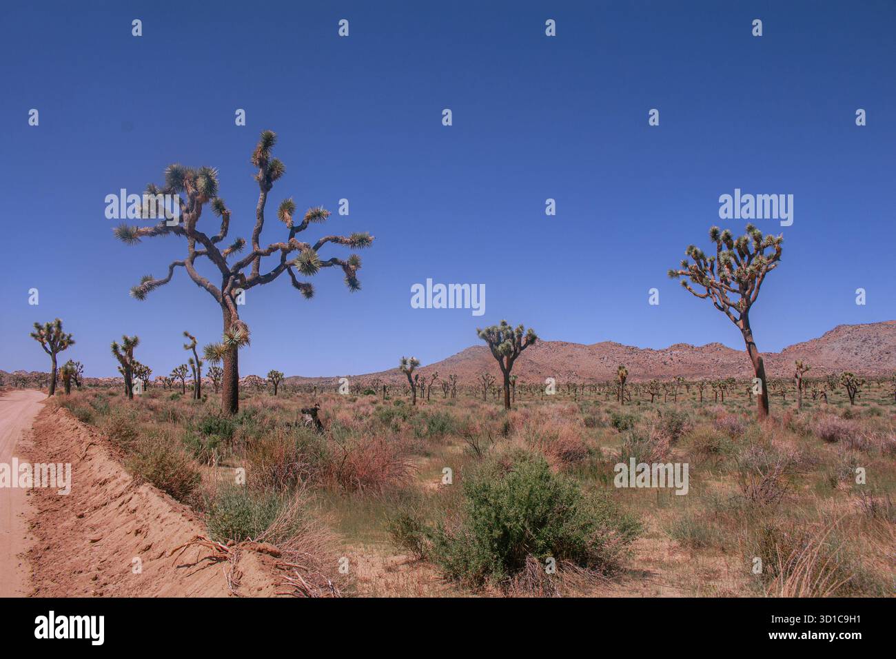 Joshua trees in desert landscape at Joshua Tree National Park ...