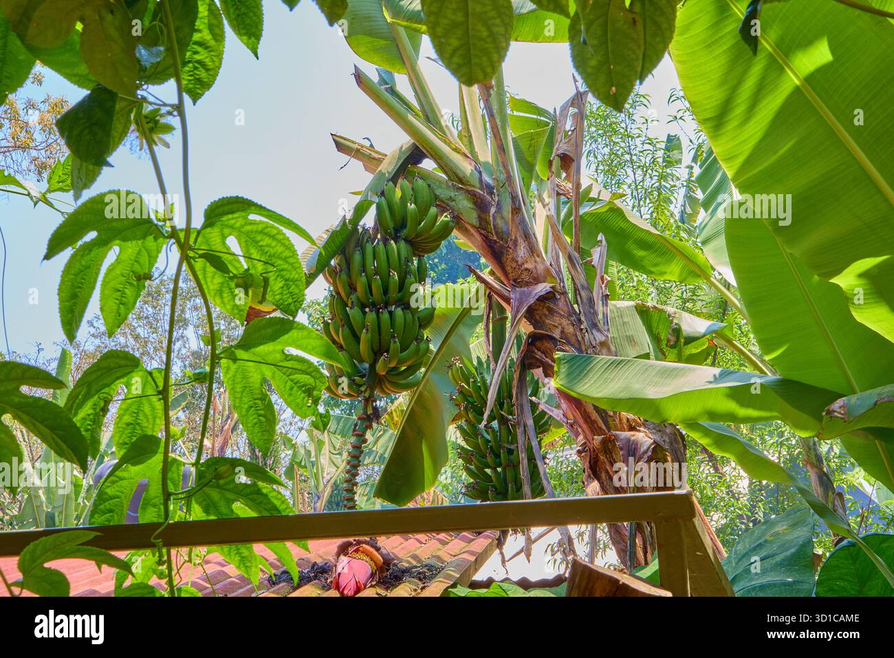Native african banana plant over a rooftop hi-res stock photography and ...