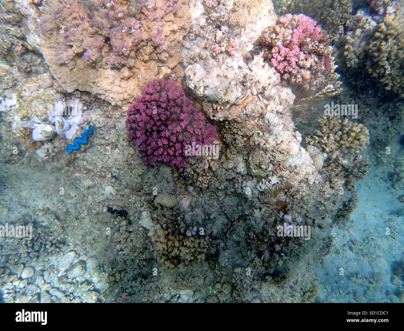 Vibrant blue mantle giant clam between coral in egypt Stock Photo - Alamy
