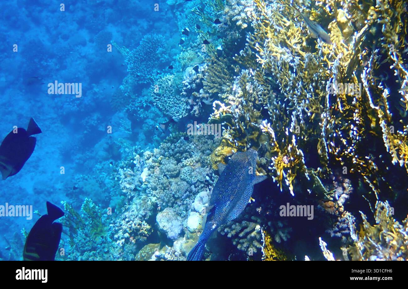 Blue spotted boxfish over coral reef in egypt Stock Photo - Alamy