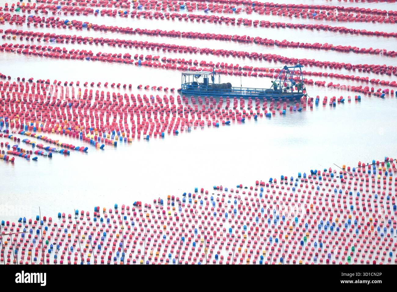 Breeding workers are conducting breeding operations at a marine ranch ...