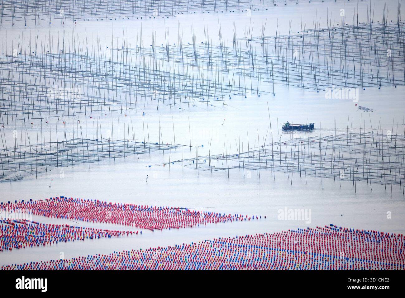 Breeding workers are conducting breeding operations at a marine ranch ...