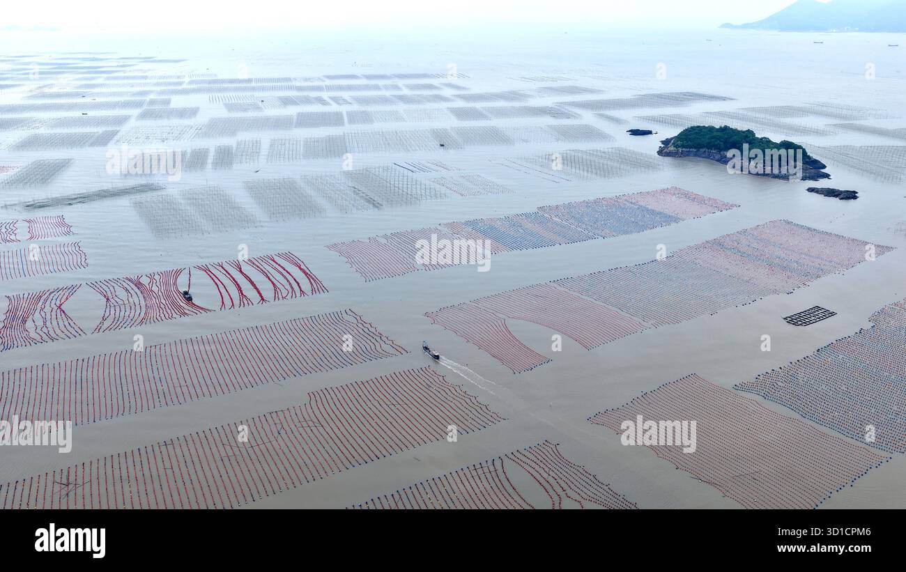Breeding workers are conducting breeding operations at a marine ranch ...