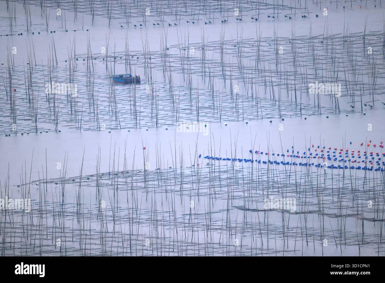 Breeding workers are conducting breeding operations at a marine ranch ...