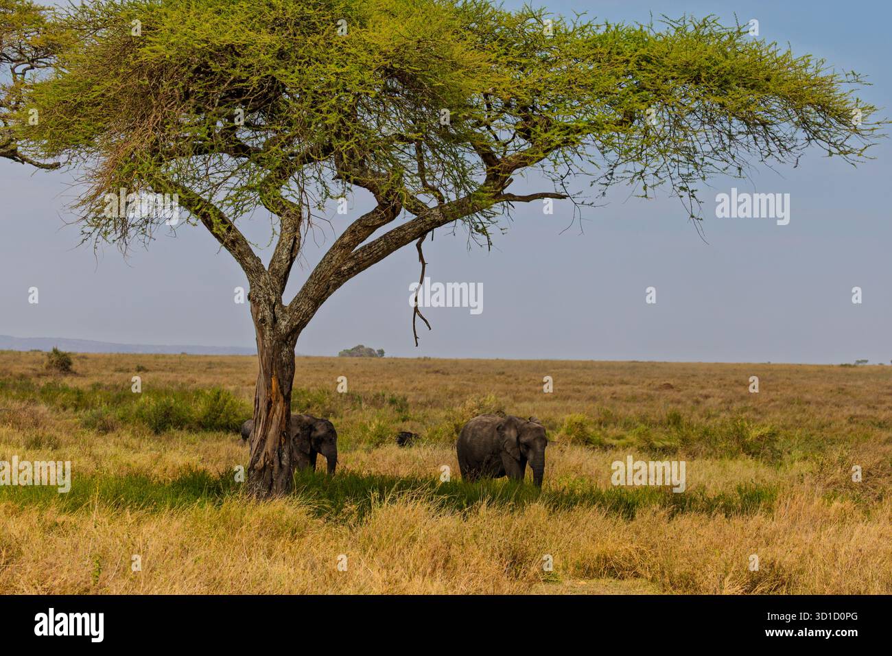 Two elephants seek shade under an acacia tree in Tanzania's Serengeti ...
