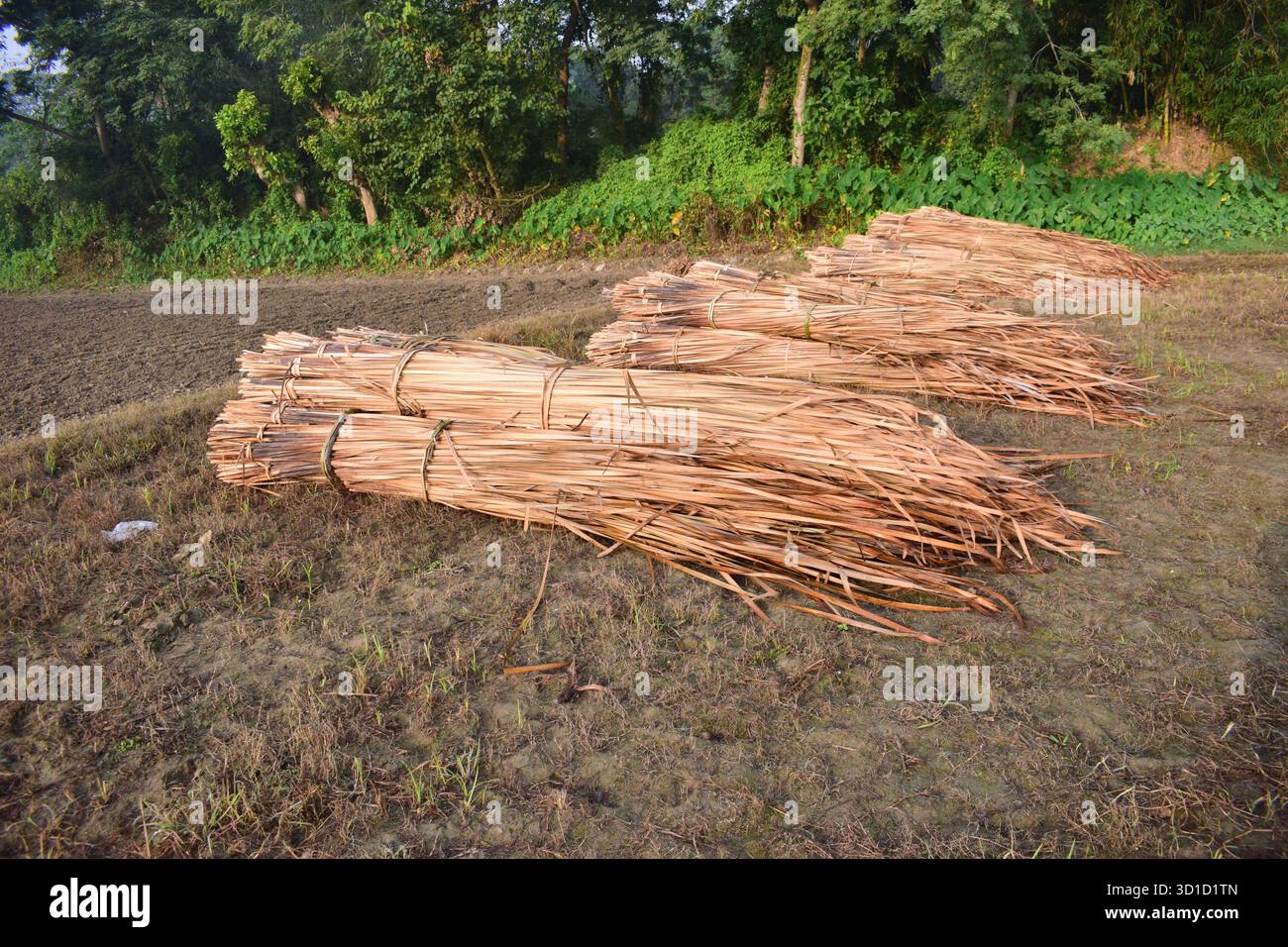 Dried Indian Reed Mace - Typha elephantina Roxb Used for Handicrafts ...