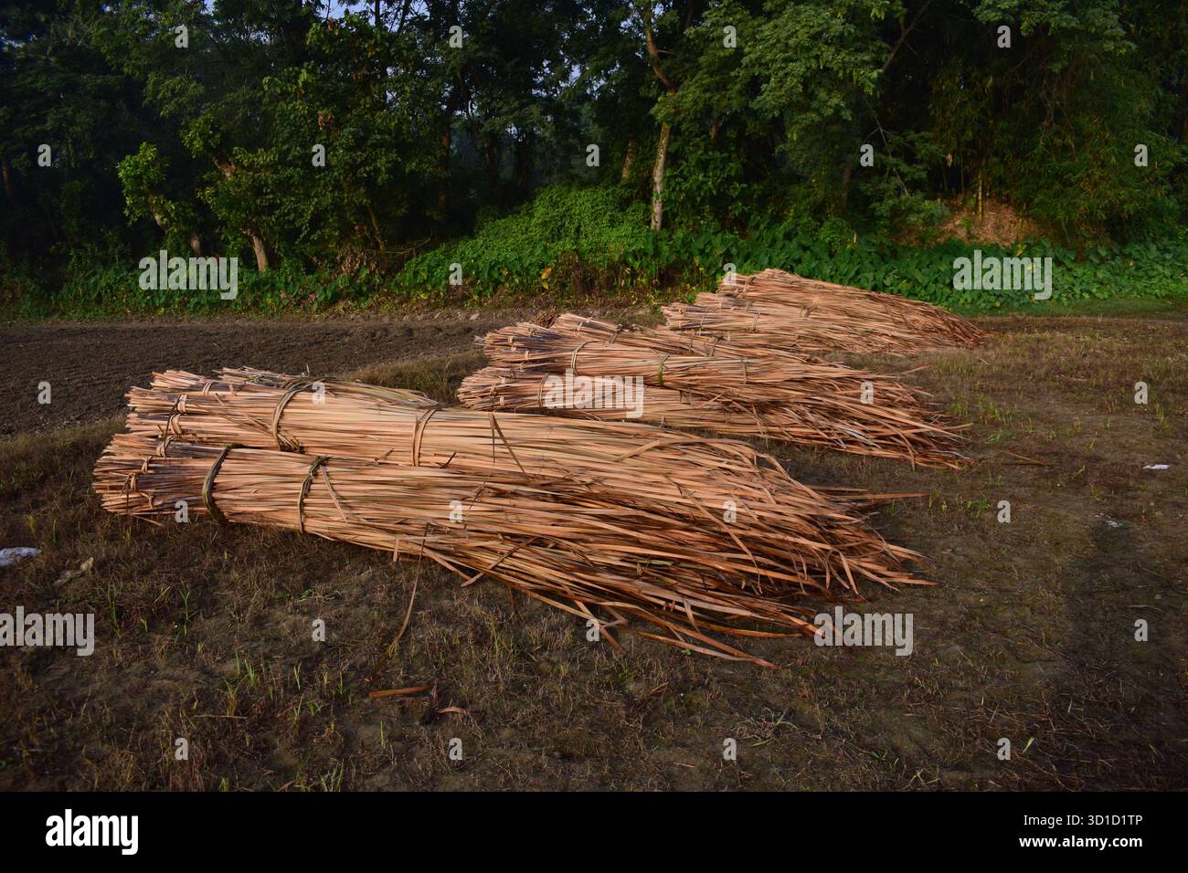 Dried Indian Reed Mace - Typha elephantina Roxb Used for Handicrafts ...