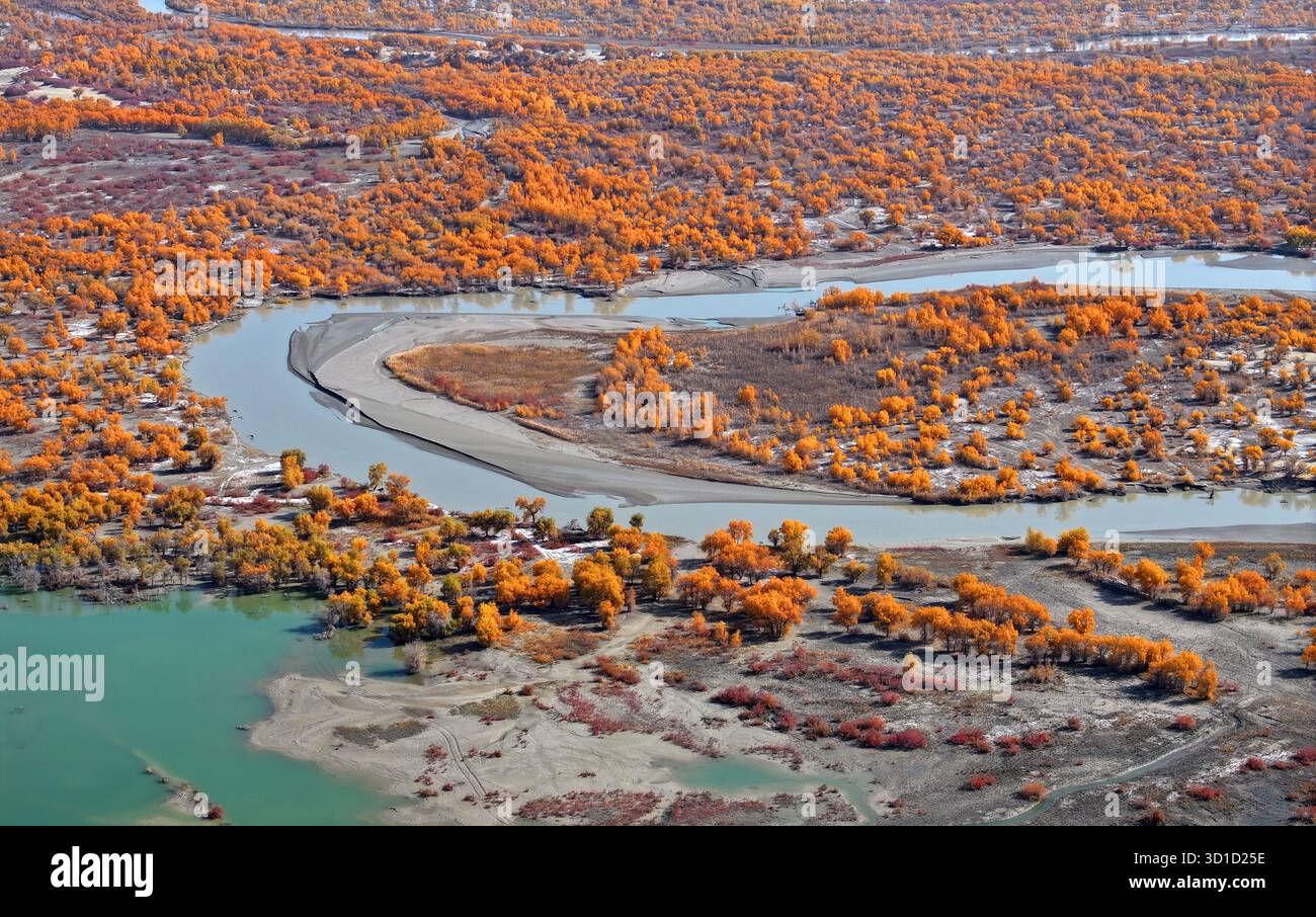 YULI, CHINA - OCTOBER 27, 2025 - The natural Populus euphratica forest ...