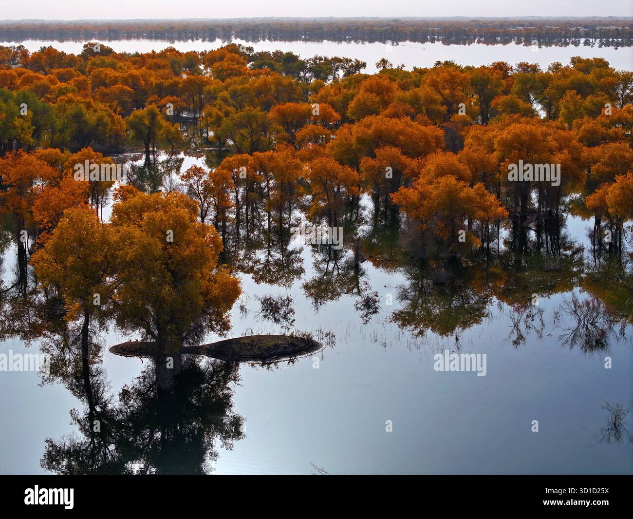 YULI, CHINA - OCTOBER 27, 2025 - The natural Populus euphratica forest ...