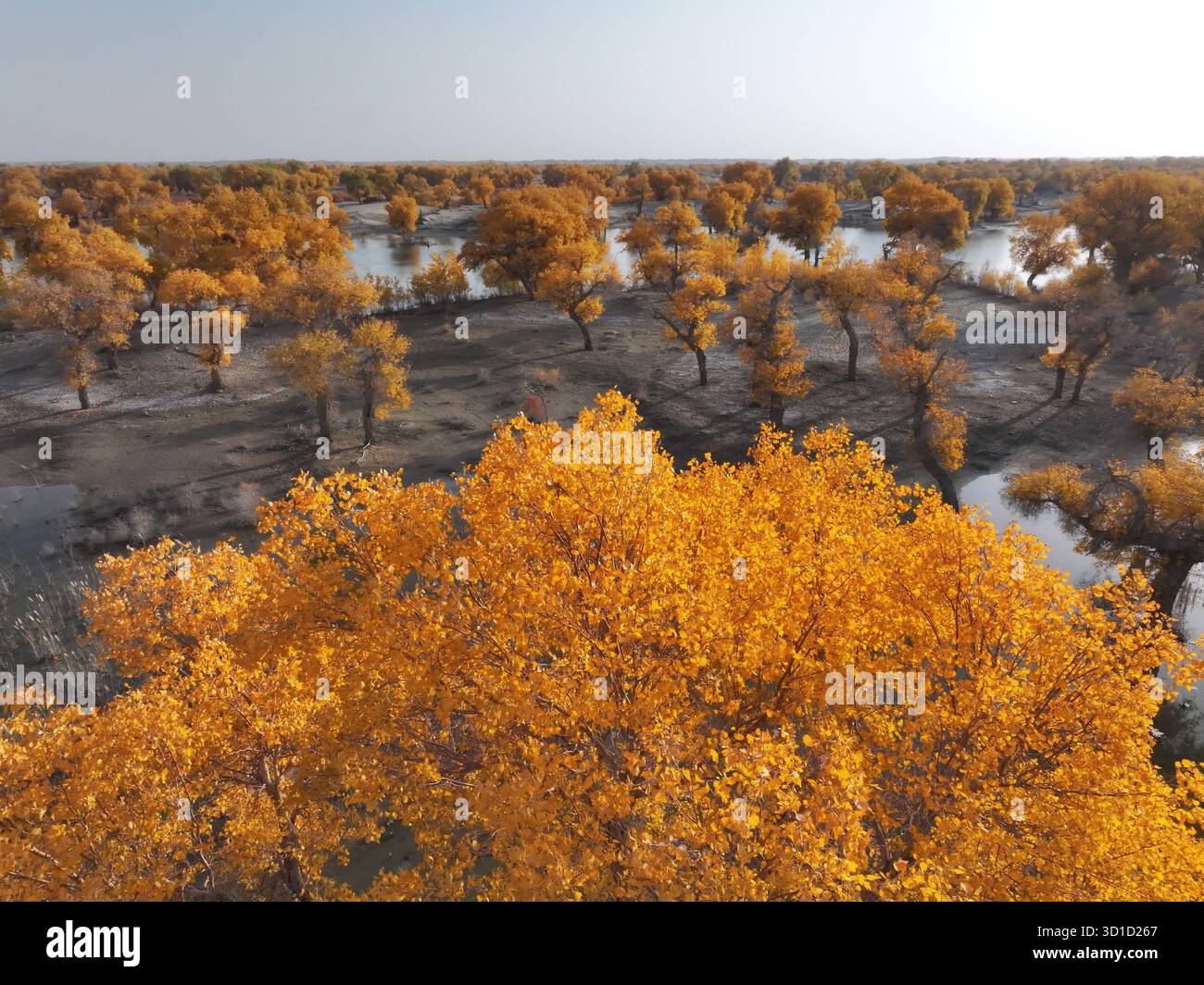YULI, CHINA - OCTOBER 27, 2025 - The natural Populus euphratica forest ...