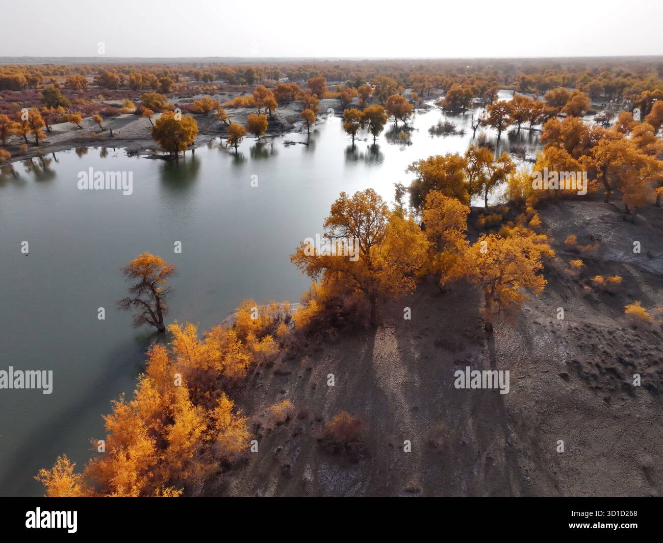 YULI, CHINA - OCTOBER 27, 2025 - The natural Populus euphratica forest ...
