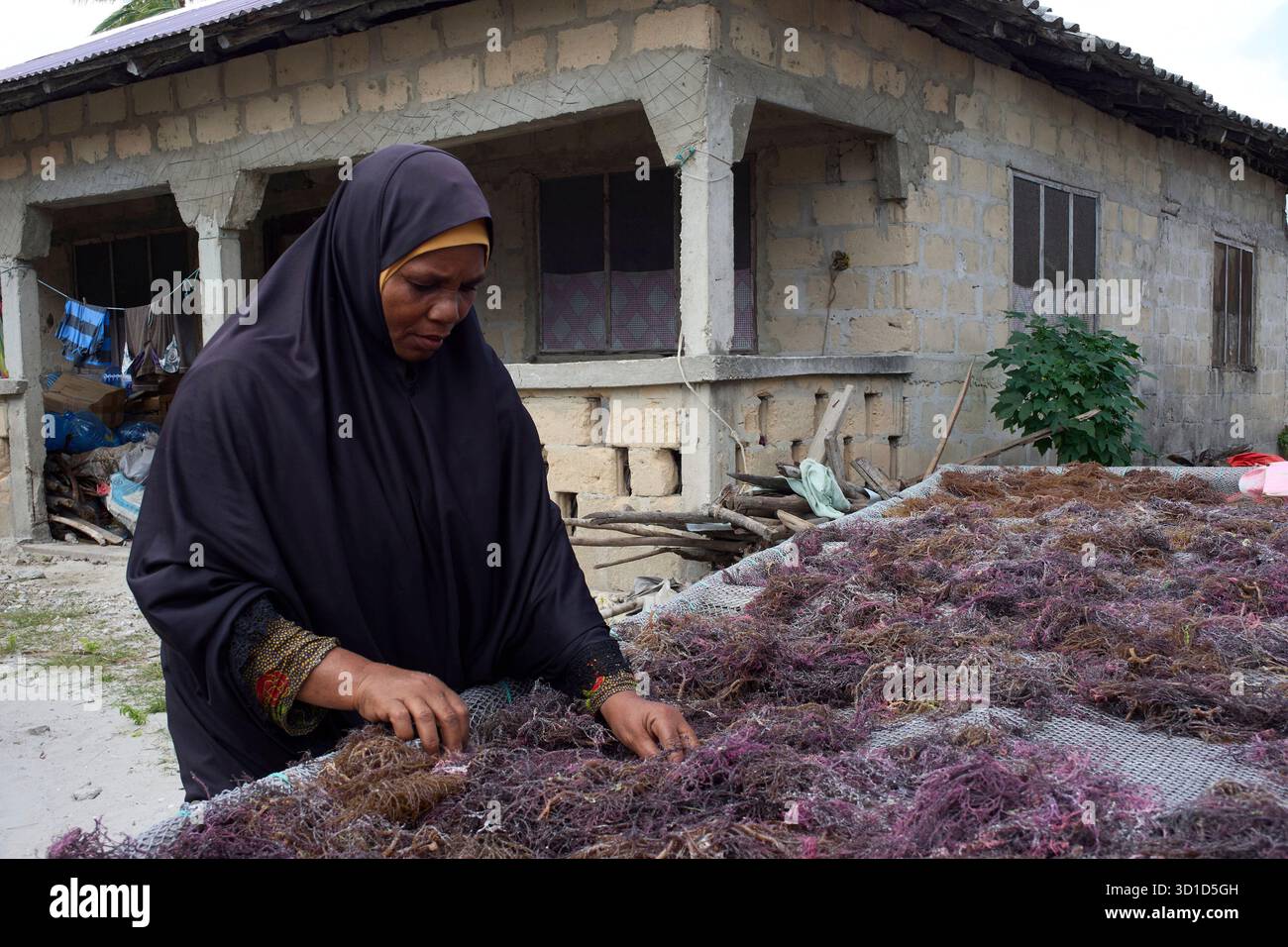 Mwanaisha Makame Simai, an independent seaweed farmer, inspects drying ...