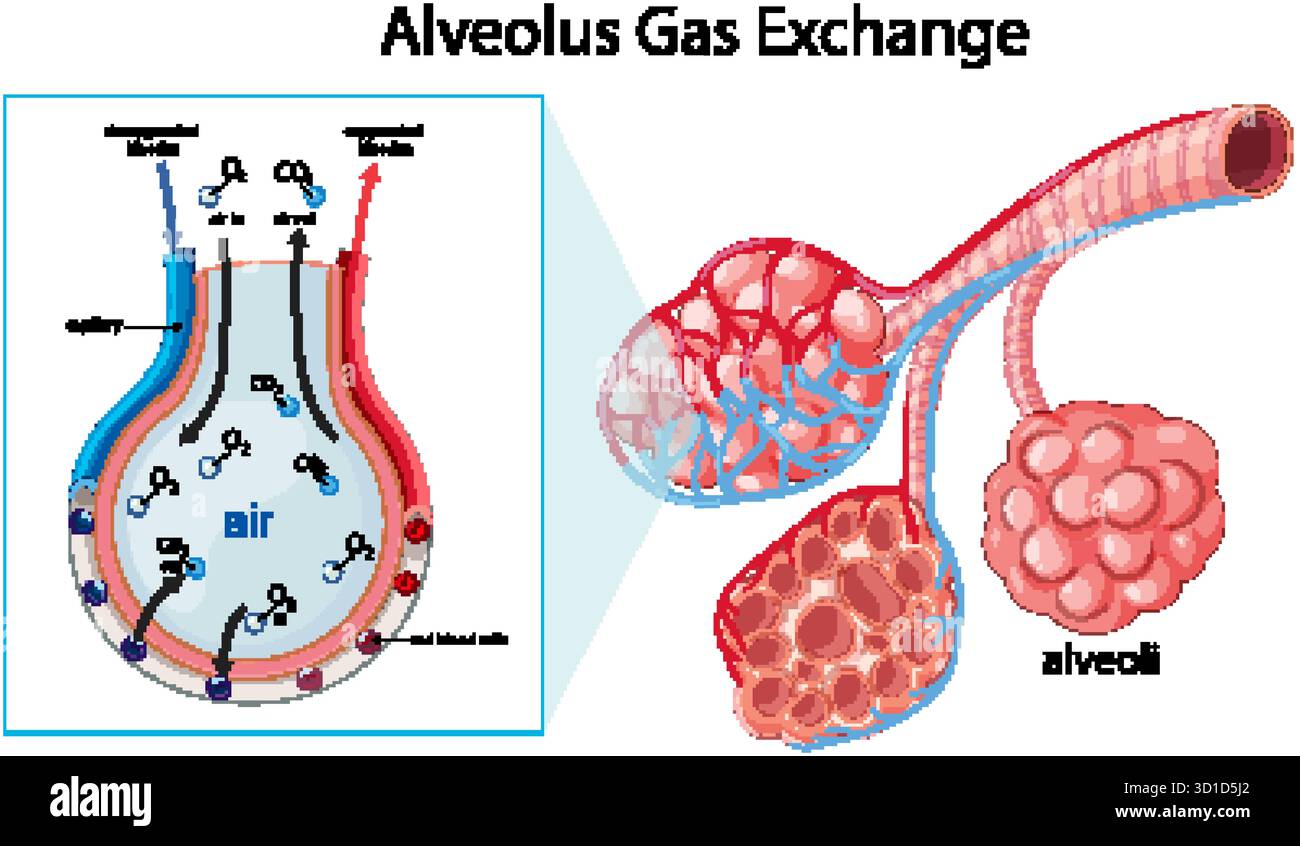 Alveolus gas exchange diagram hi-res stock photography and images - Alamy