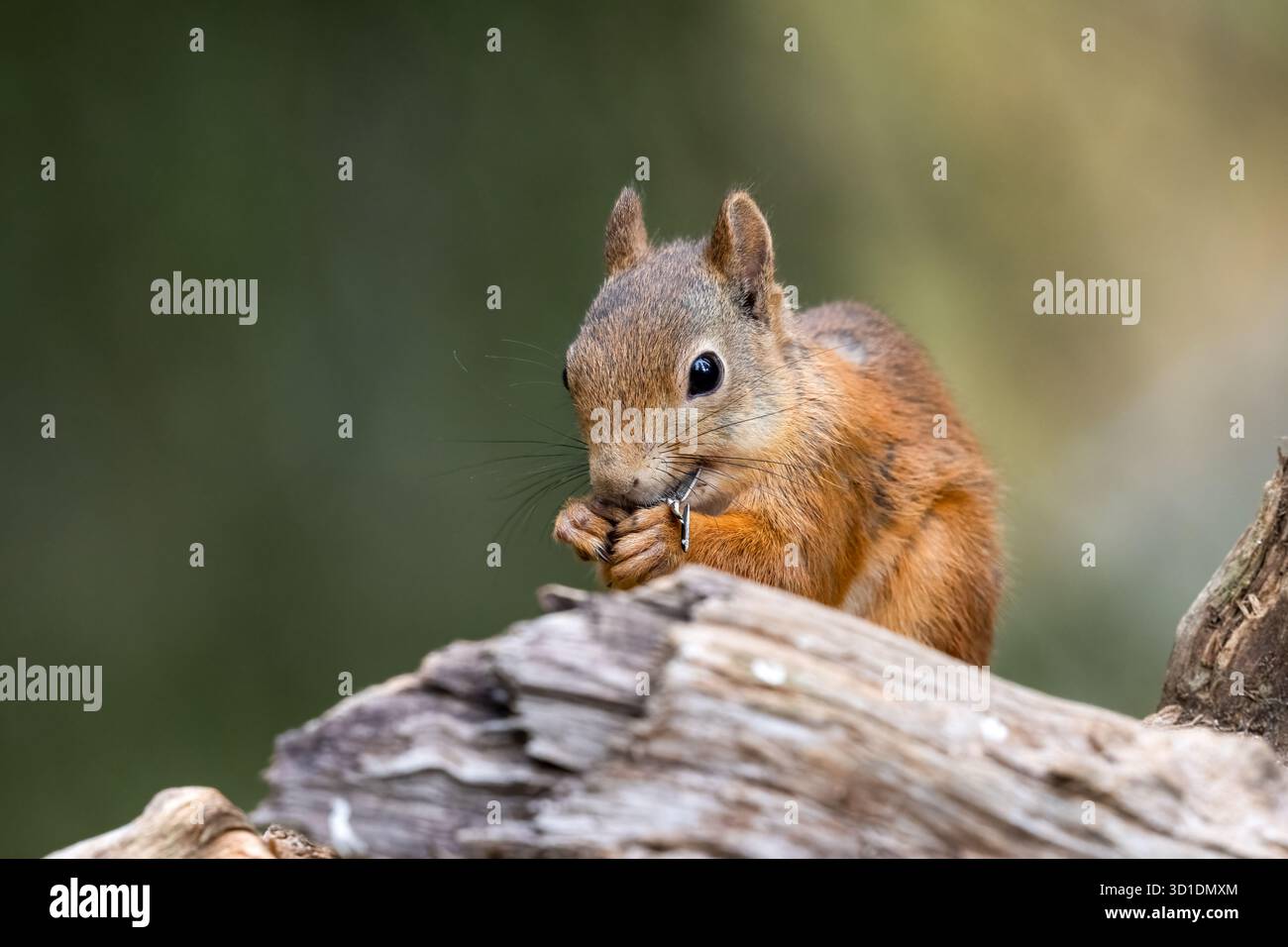 Beautiful eurasian red squirrel hi-res stock photography and images - Alamy