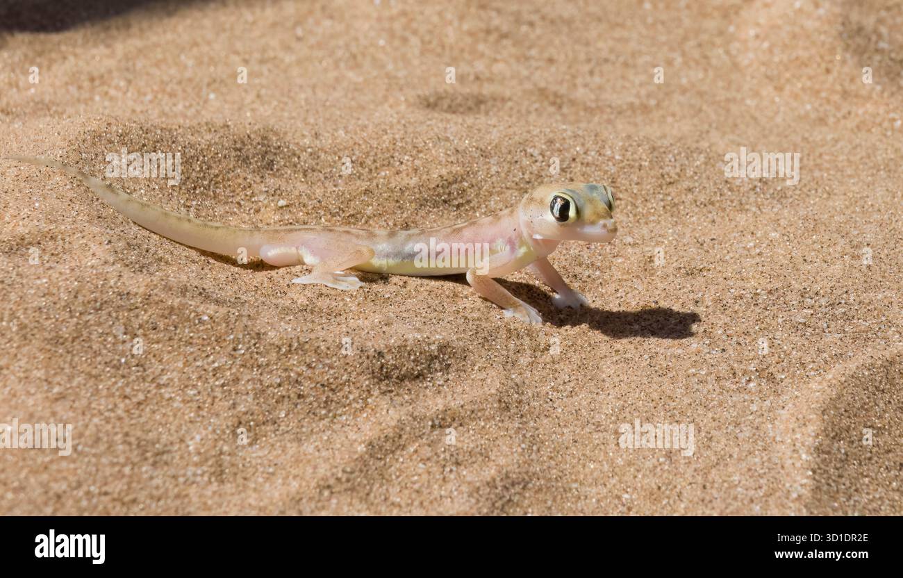 Namib Dune Gecko in the desert near Walvis Bay Namibia Stock Photo - Alamy