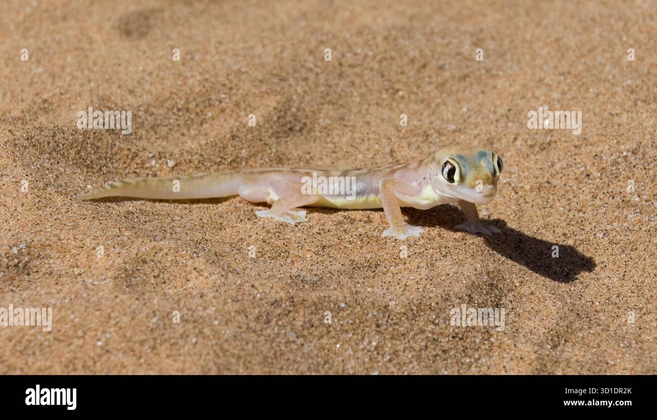 Namib Dune Gecko in the desert near Walvis Bay Namibia Stock Photo - Alamy