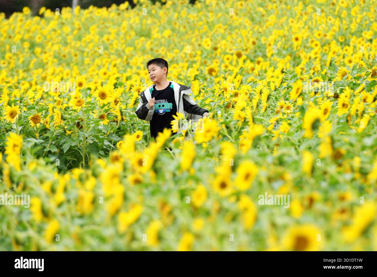 People admire autumn flowers in Qingdao City, east China's Shandong ...