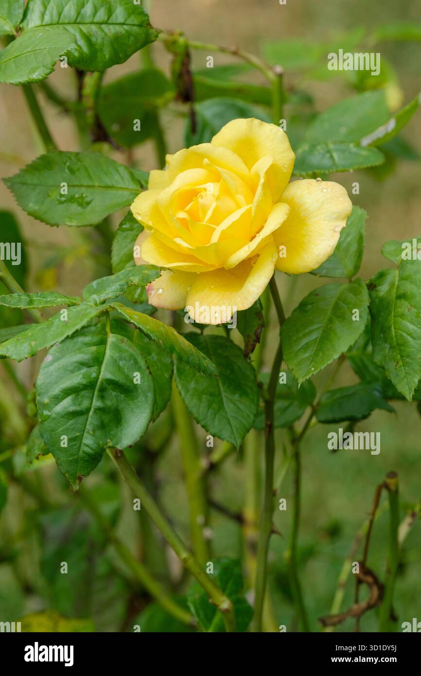 Rosa Chinatown, rose Chinatown, floribunda single, fully double yellow ...