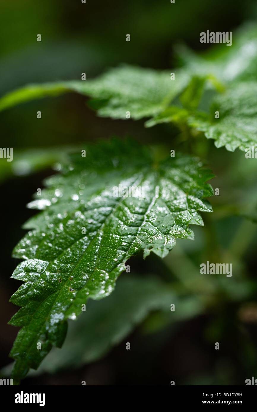 Showcasing sharp edges hi-res stock photography and images - Alamy