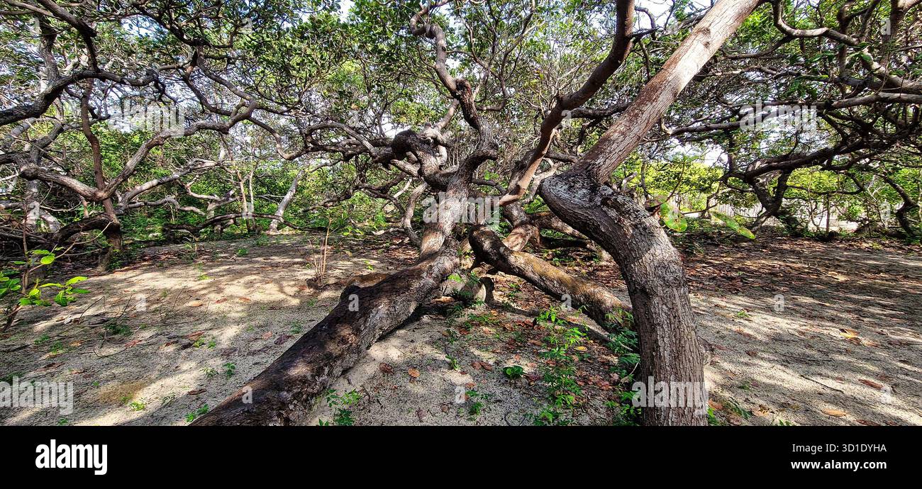 The world's largest cashew tree with many branches at Natal, Rio Grande ...