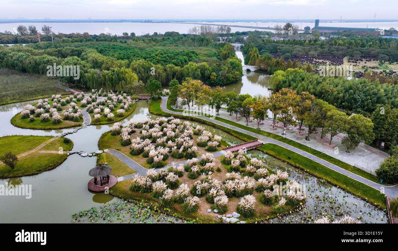 Colorful reed catkins bloom in Yangzhou City, east China's Jiangsu ...