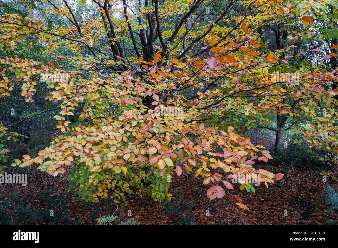 Autumn colours of a beech tree in Bradley Wood, Ashbourne, Derbyshire ...
