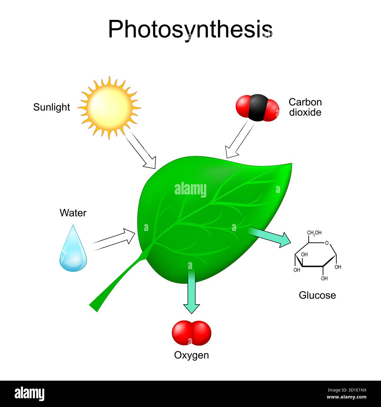 Plant uses Stock Vector Images - Alamy