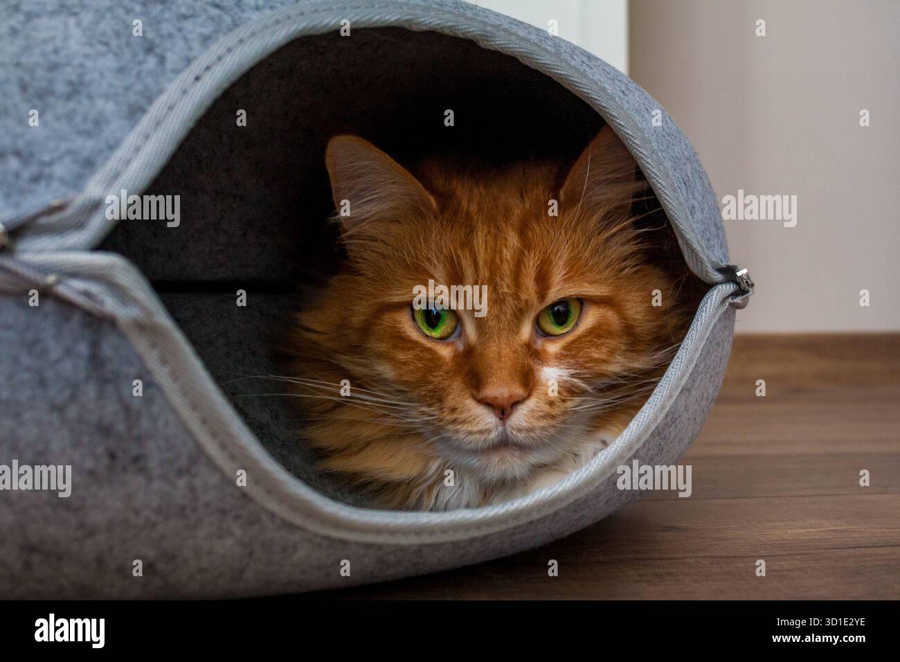 Ginger maine coon cat resting inside cozy felt cat cave bed Stock Photo ...