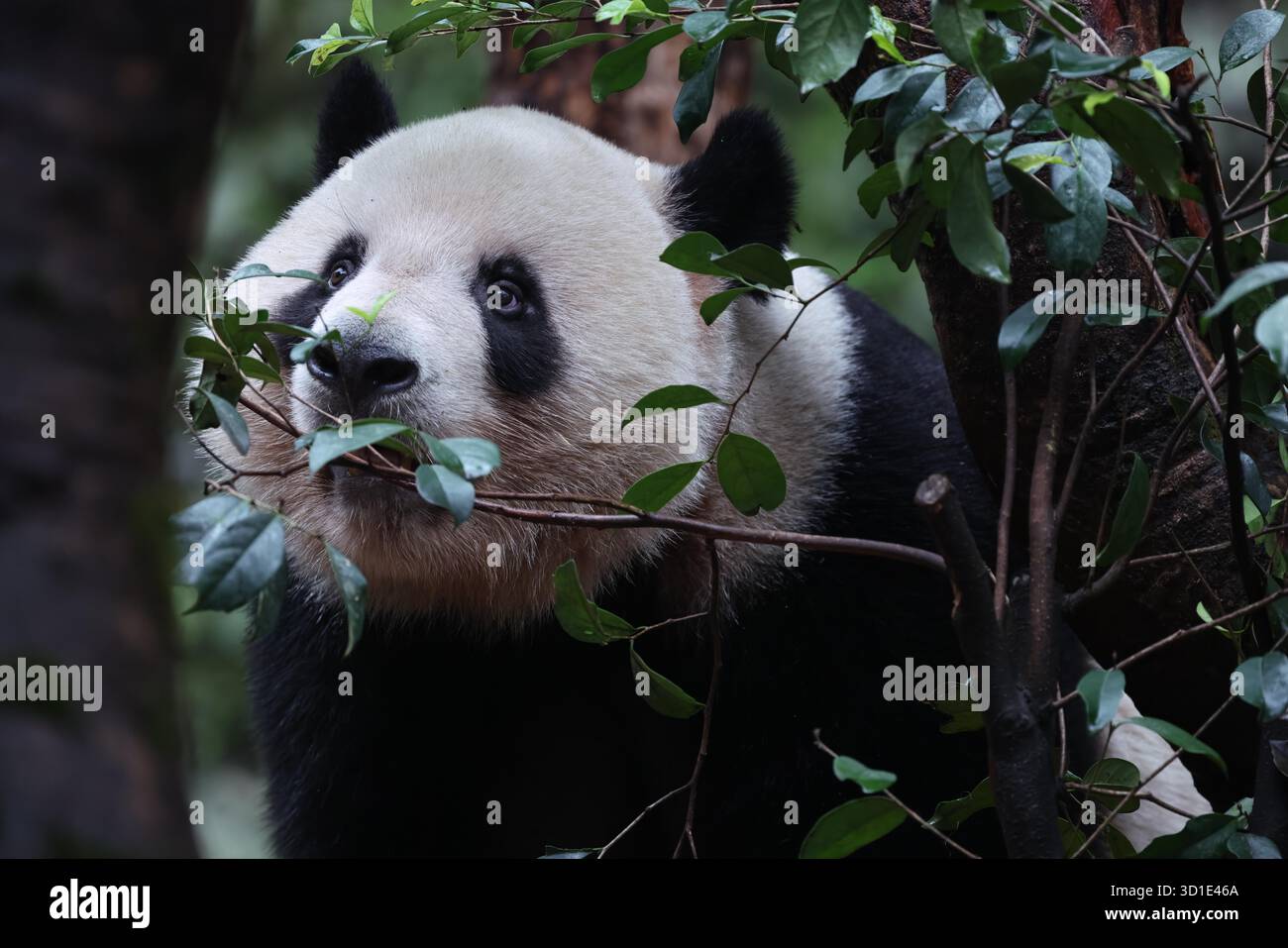 Giant pandas enjoy autunm time at Chongqing Zoo, Chongqing, China, 25 ...