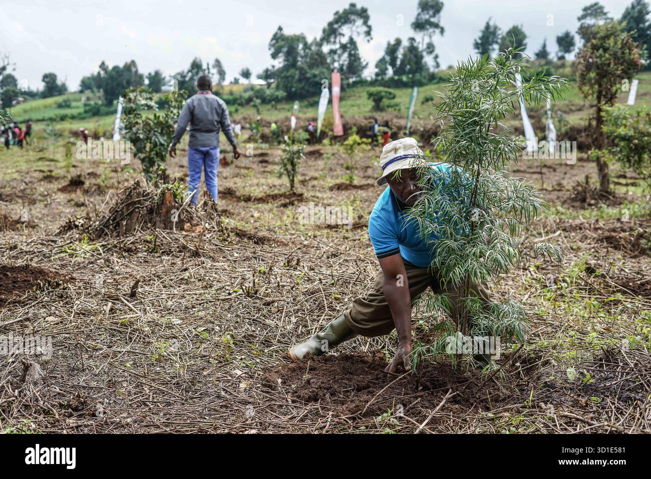 A man prepares to plant a tree during the launch of the Mau Forest ...