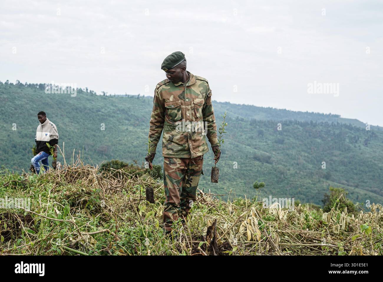 A forest ranger prepares to plant a tree during the launch of the Mau ...