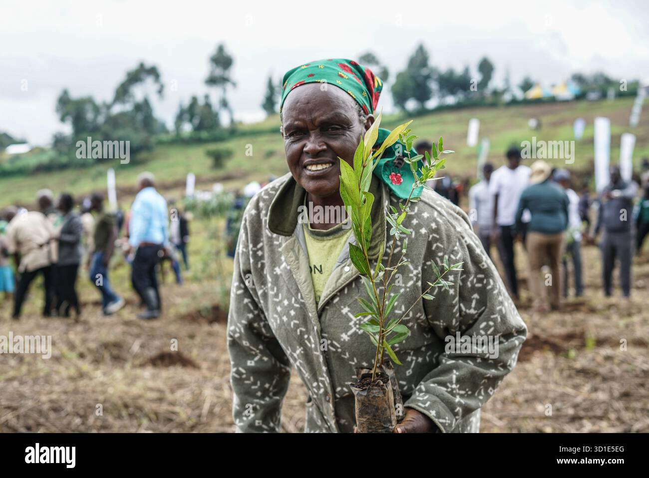A woman prepares to plant a tree during the launch of the Mau Forest ...