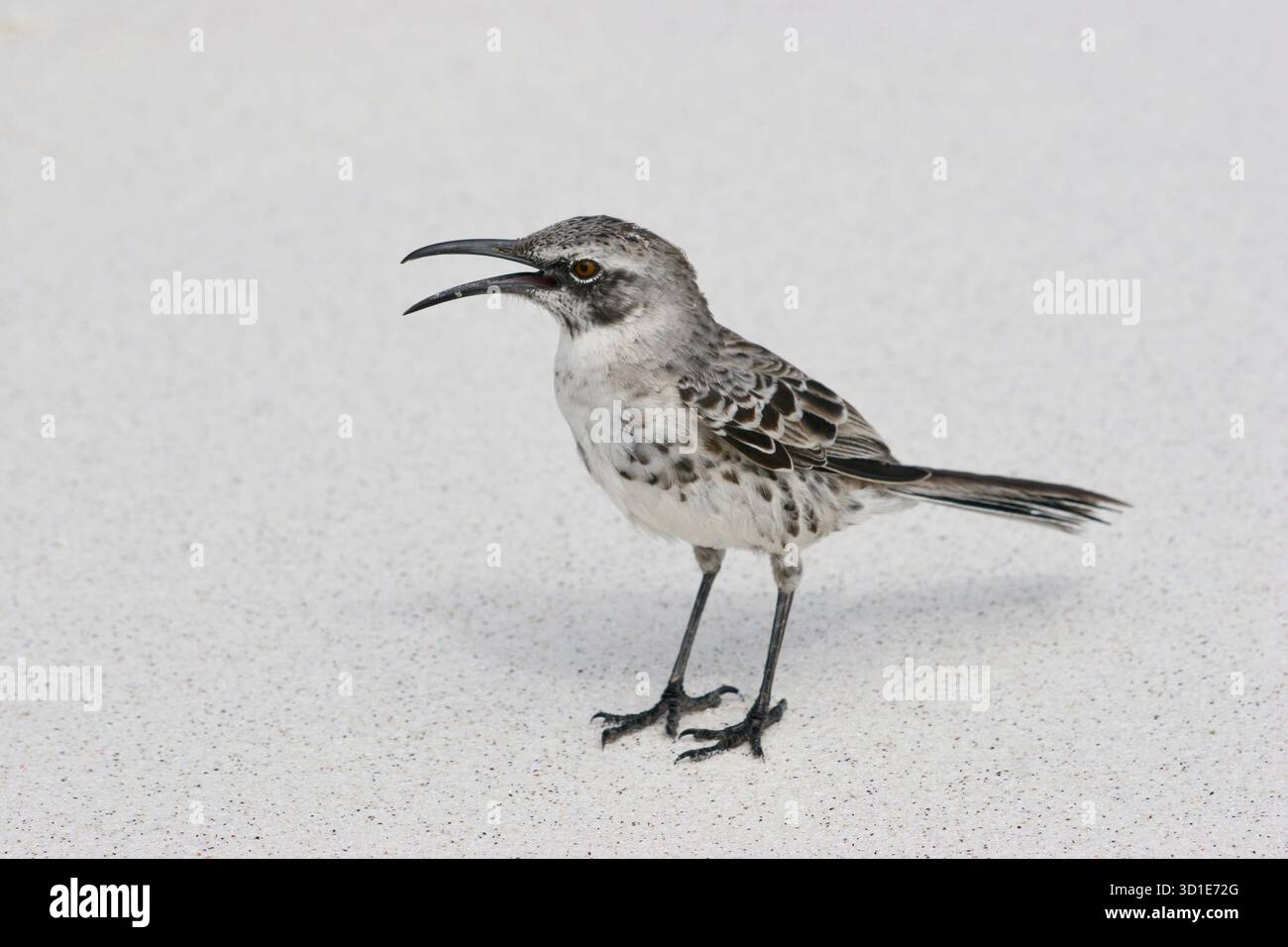 Galapagos Mockingbird Calling - Endemic bird species standing on a ...