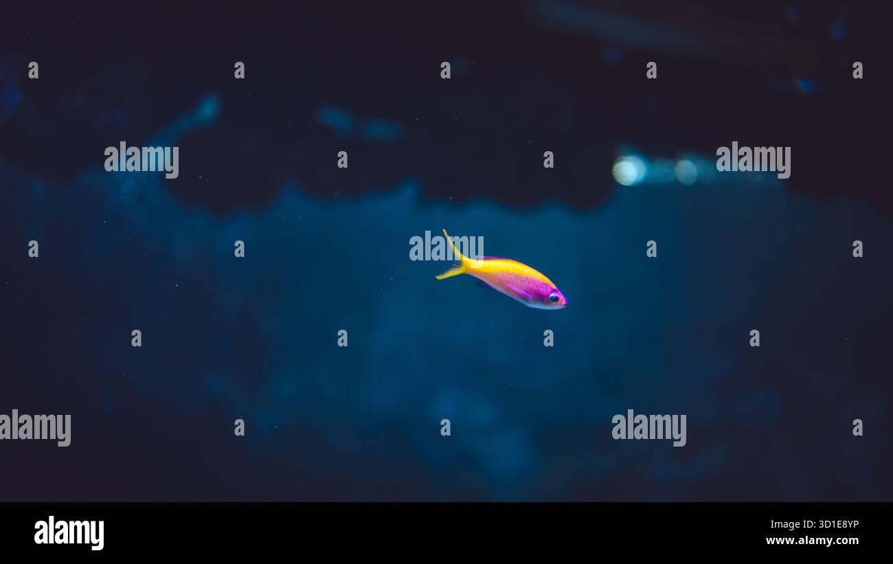 Anthias de dorso amarelo hi-res stock photography and images - Alamy