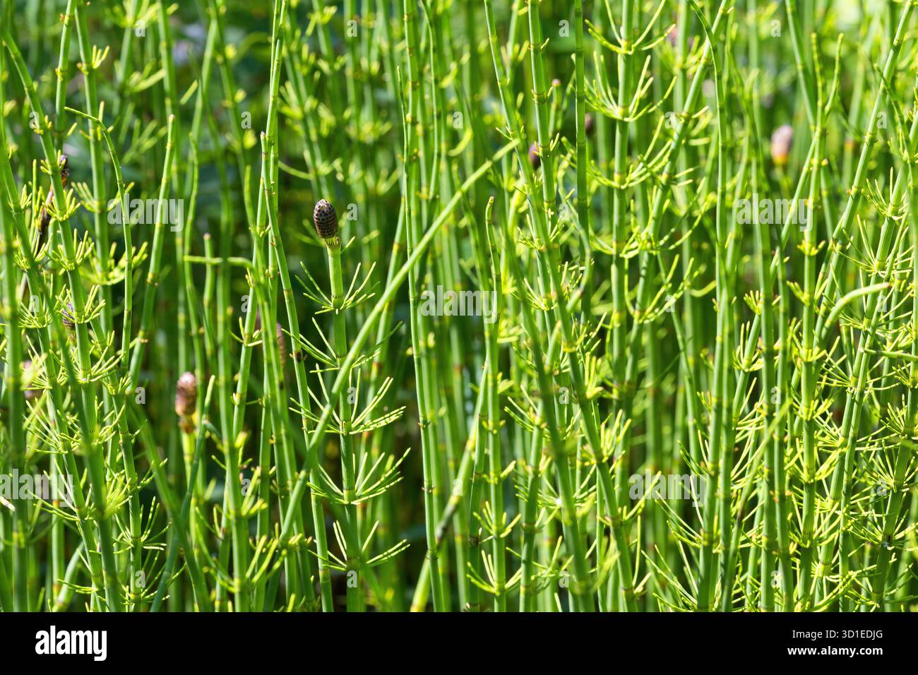 water horsetail, swamp horsetail (Equisetum fluviatile), habit, Sweden ...