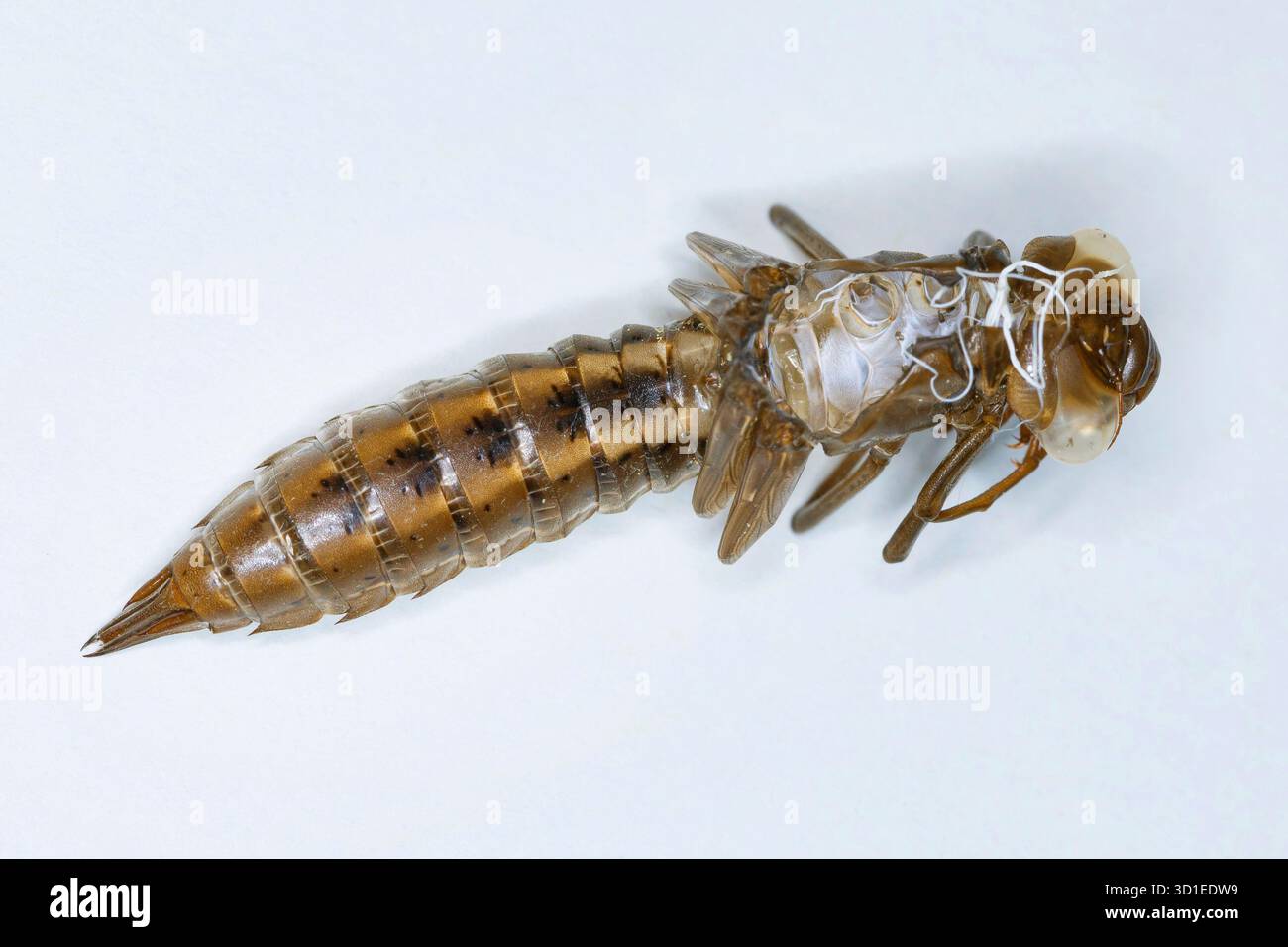 common aeshna, common hawker (Aeshna juncea), exuvia of a female ...