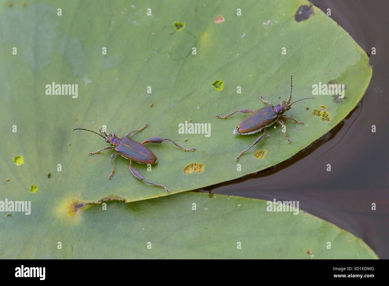 Water-lily reed beetle (Donacia crassipes), on a floating leaf, Sweden ...