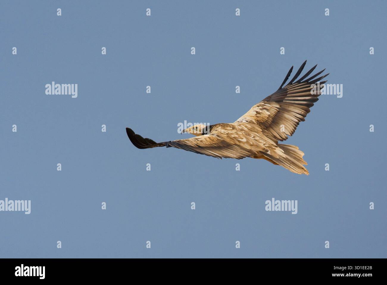 Egyptian vulture, pharaoh's chicken, white scavenger vulture (Neophron ...