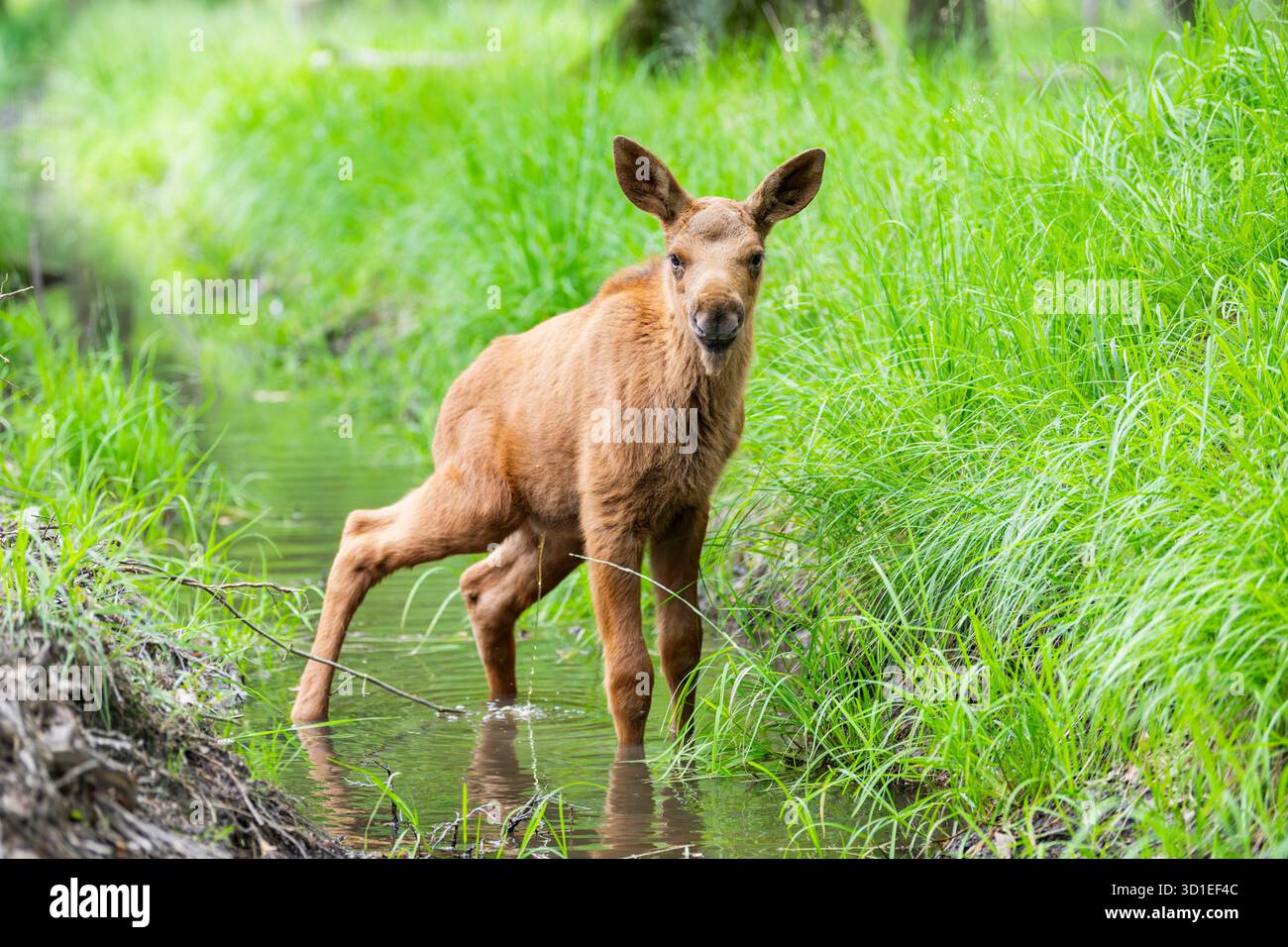elk, European moose (Alces alces alces), moose calf standing in a creek ...