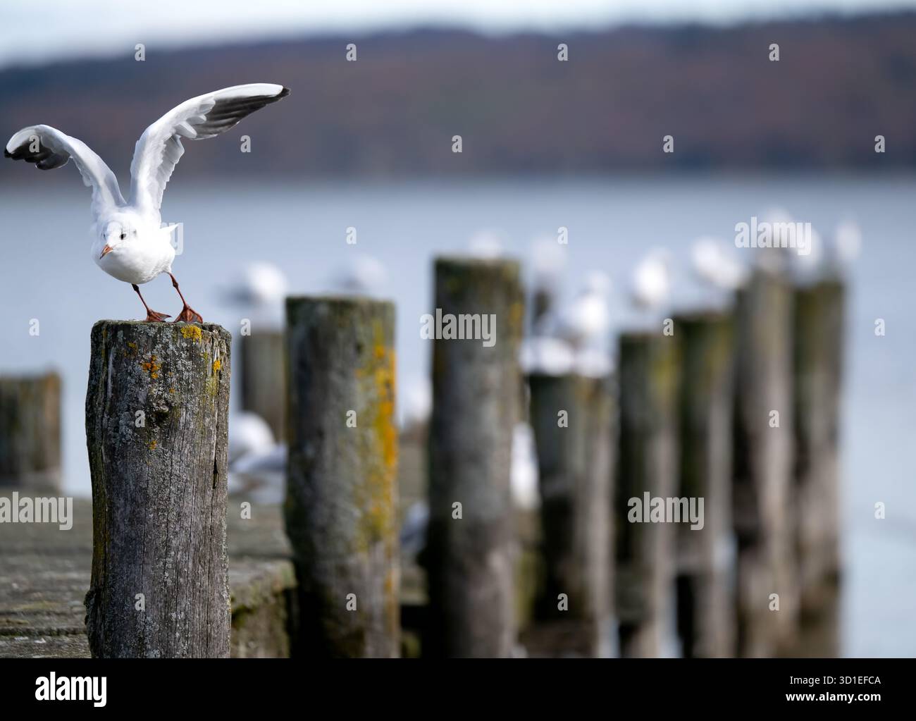 28 October 2025, Bavaria, Dießen am Ammersee: Seagulls sit on a jetty ...