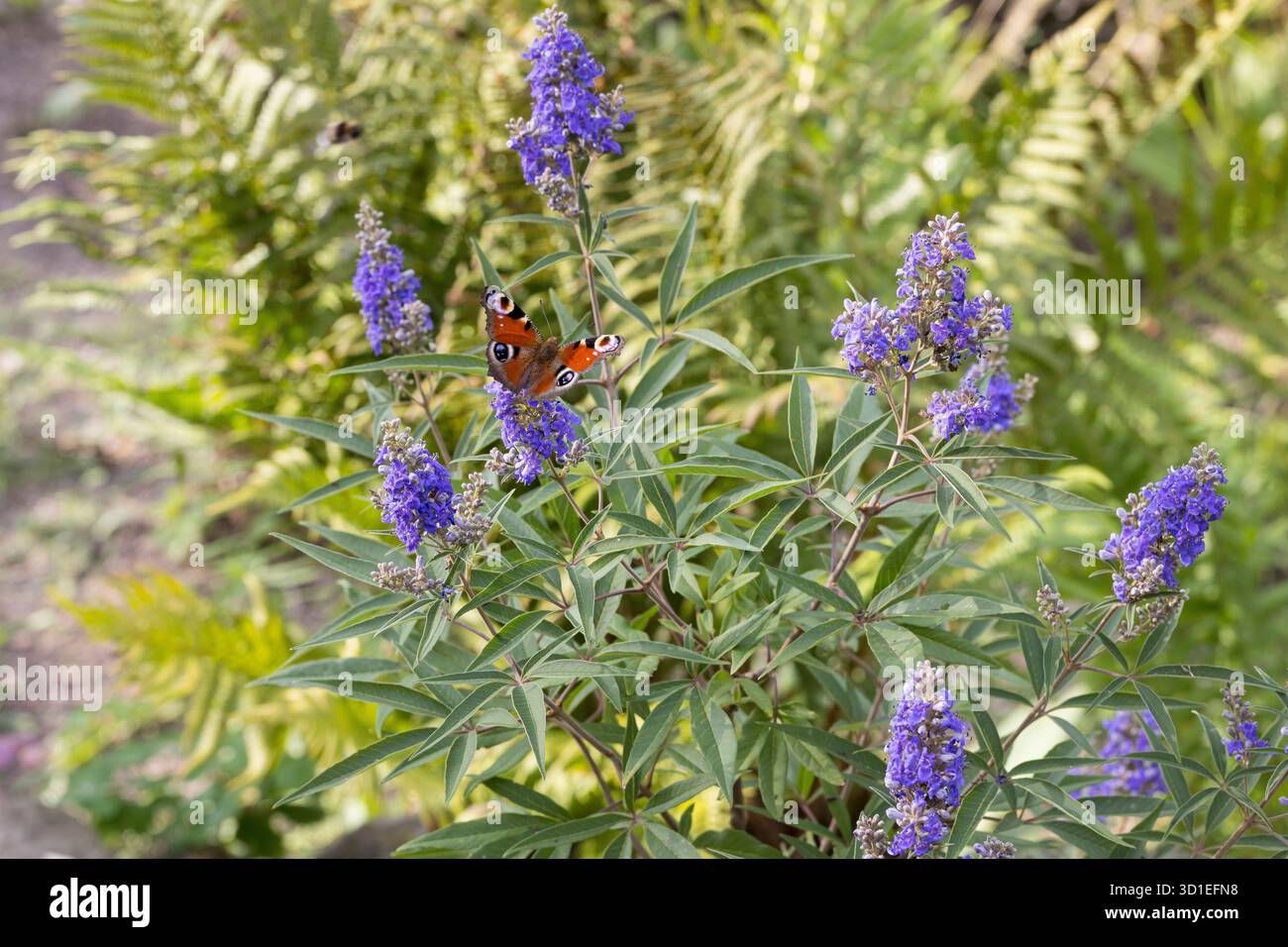 Vitex agnus castus delta blues hi-res stock photography and images - Alamy