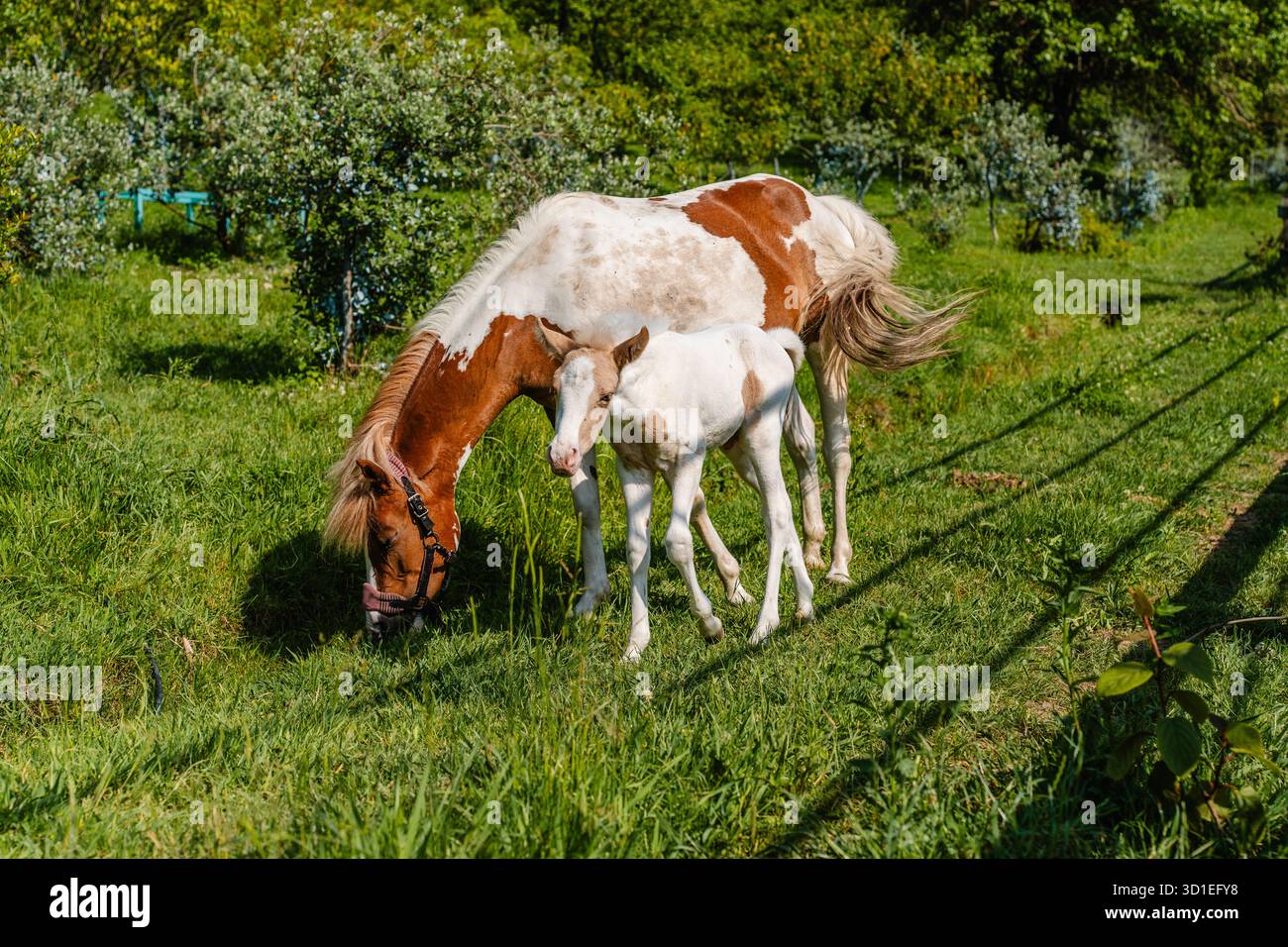 An adult horse with a baby foal in meadow Stock Photo - Alamy