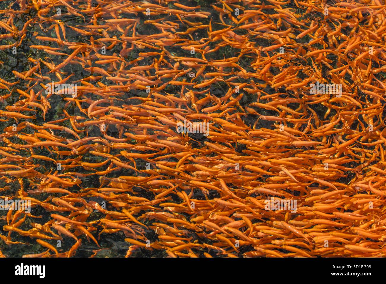 Salmon farming, orange trout fry at the trout factory Stock Photo - Alamy