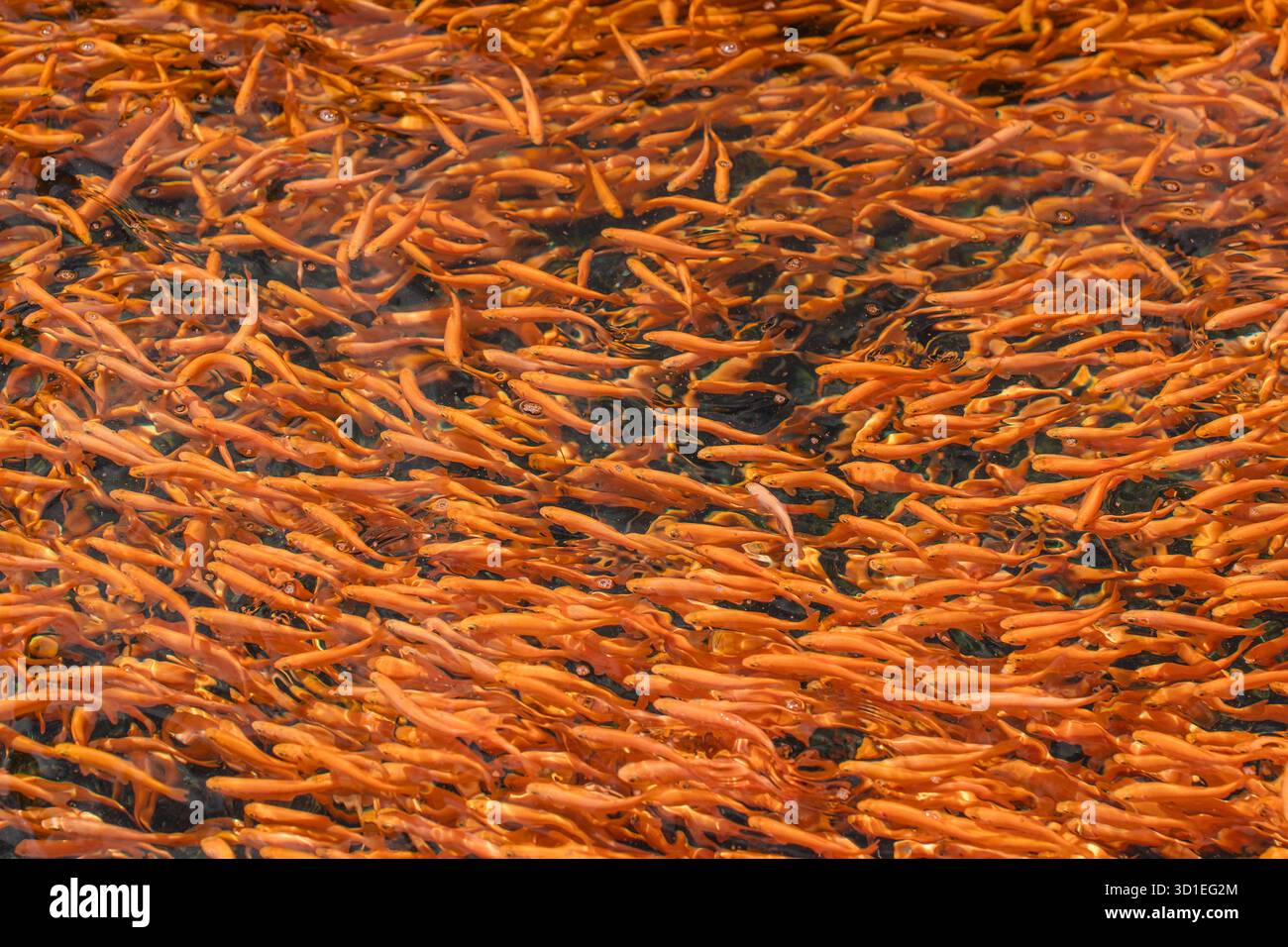 Salmon farming, orange trout fry at the trout factory Stock Photo - Alamy