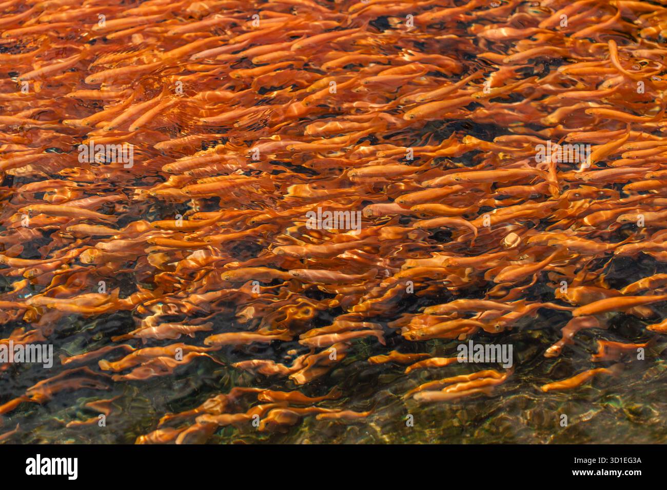 Salmon farming, orange trout fry at the trout factory Stock Photo - Alamy